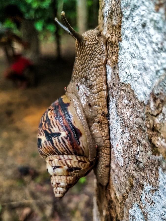 Photo of an Slug in the Middle of the Amazon Rainforest Stock Image ...
