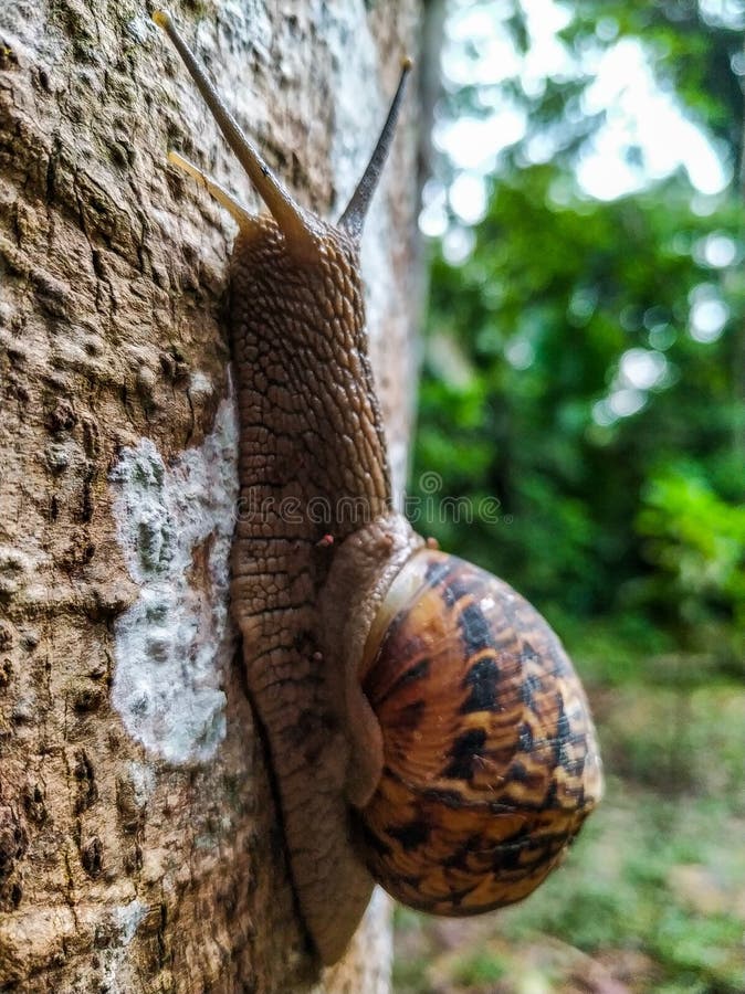 Photo of an Slug in the Middle of the Amazon Rainforest Stock Photo ...