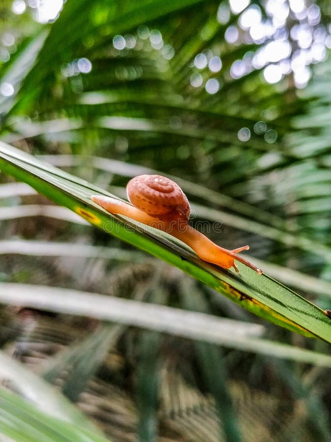Photo of an Slug in the Middle of the Amazon Rainforest Stock Photo ...