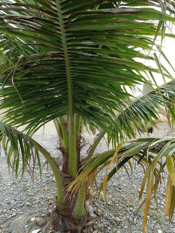 Small coconut tree stock image. Image of green, jungle - 234462103