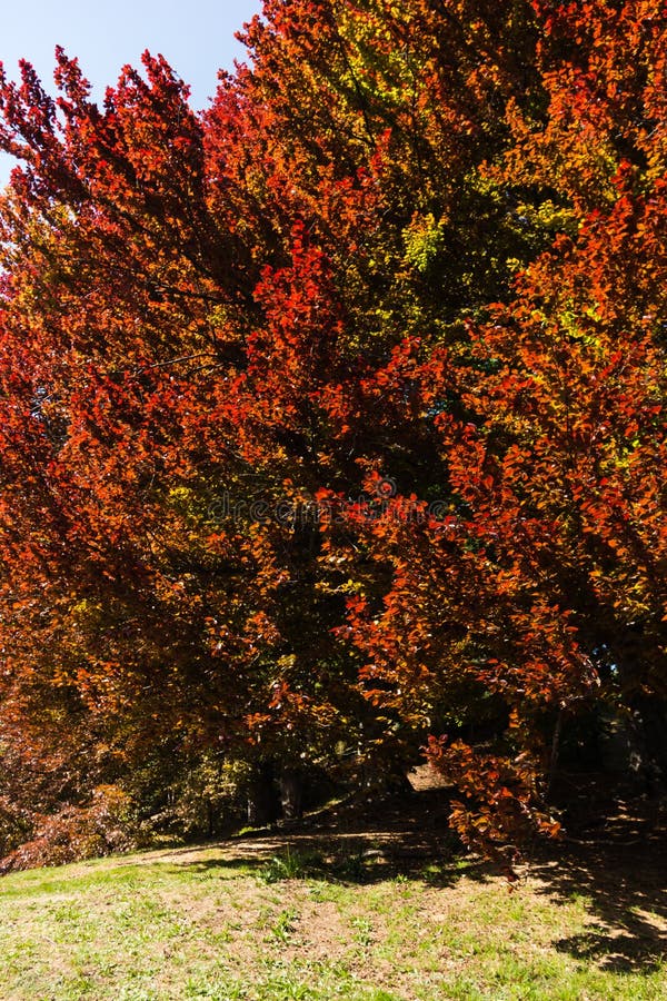 Red trees stock photo. Image of colors, light, tree, natural - 99491236