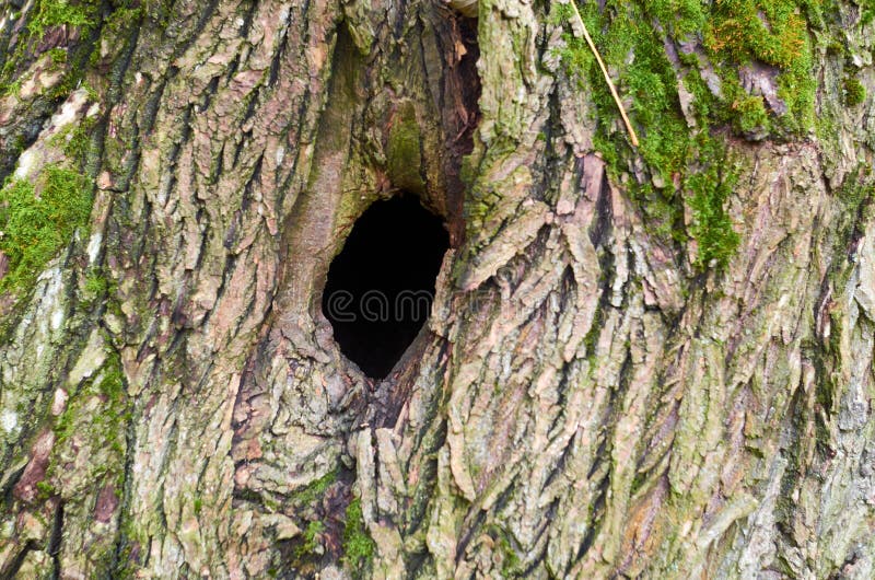 A Small Hollow or Hole at the Root of a Tree. Green Moss on the Autumn ...