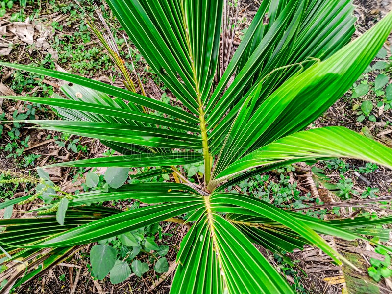 Photo of a Small Nutmeg Tree that Looks Fresh Stock Photo - Image of ...