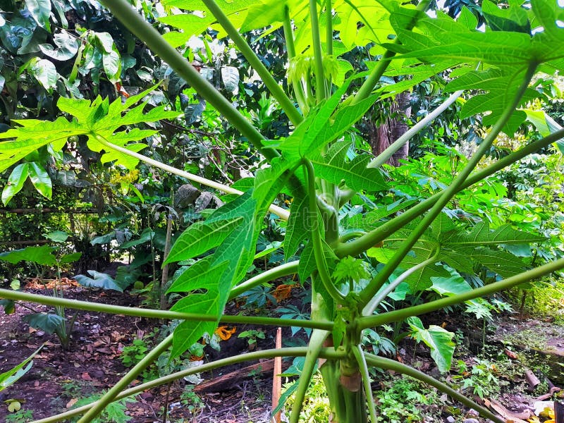 Daily Photo of a Small Papaya Tree Stock Photo - Image of object, tree ...