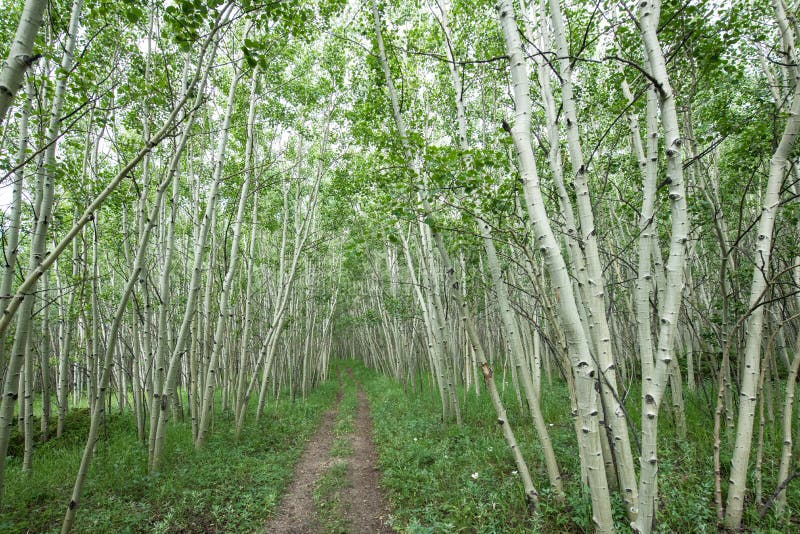 A Trail in Aspen Tree Forest in Spring Time Stock Photo - Image of ball ...