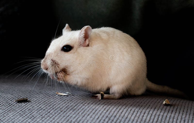 Gerbil Stock Photos - Download 2,042 Royalty Free Photos