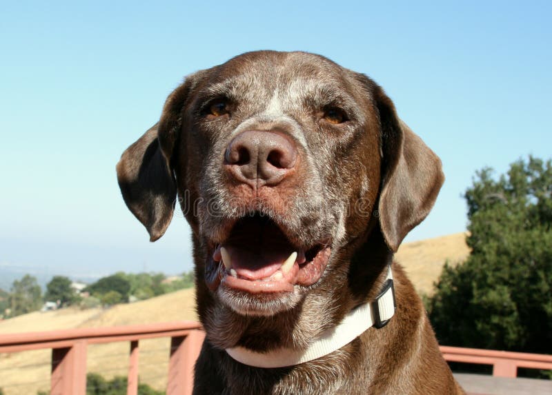 Happy German Short-haired Pointer Dog Stock Photo - Image of pointer ...