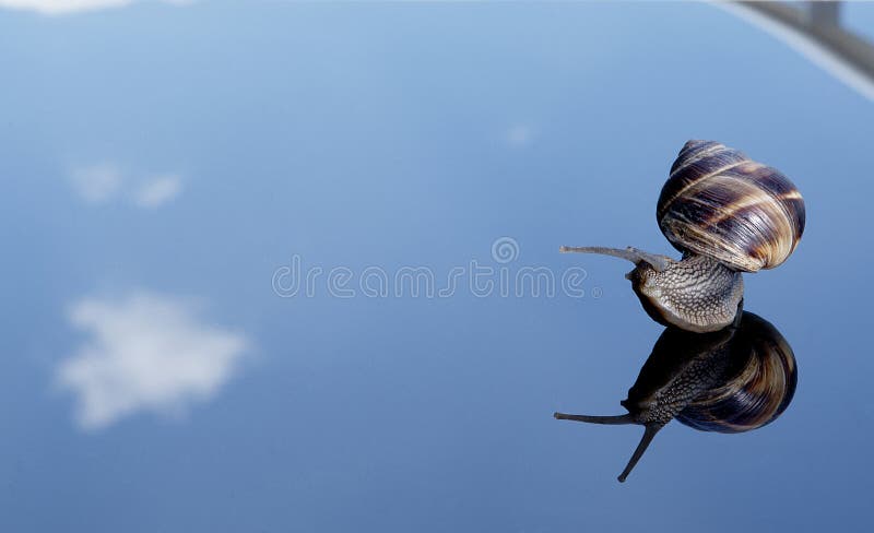 Photo of a Snail Crawling on a Mirrored Surface of a Table on Which the ...