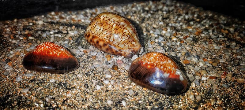 Photo of a Snail Shell that Has a Beautiful and Shiny Color Pattern ...