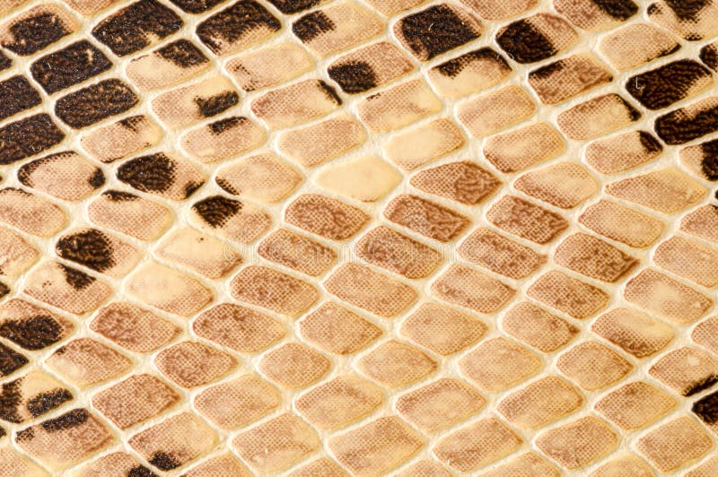 Snake Skin Pattern Background Stock Image - Image of abstract, texture ...