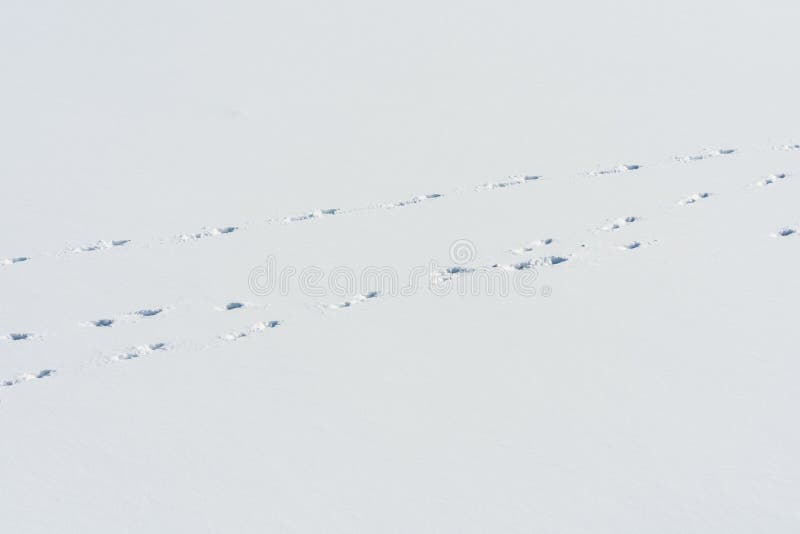 Photo of Snow with Traces of Several People Stock Photo - Image of ...