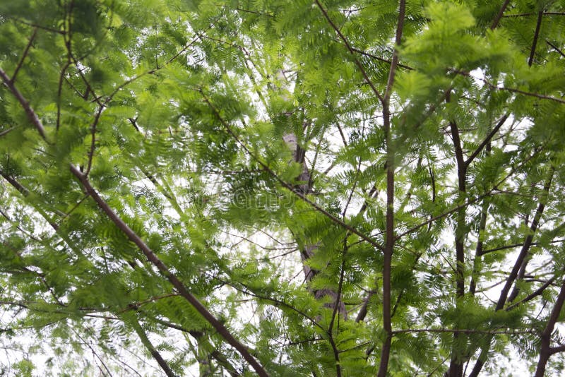 Small cedar stock photo. Image of pine, apex, dense - 115574702