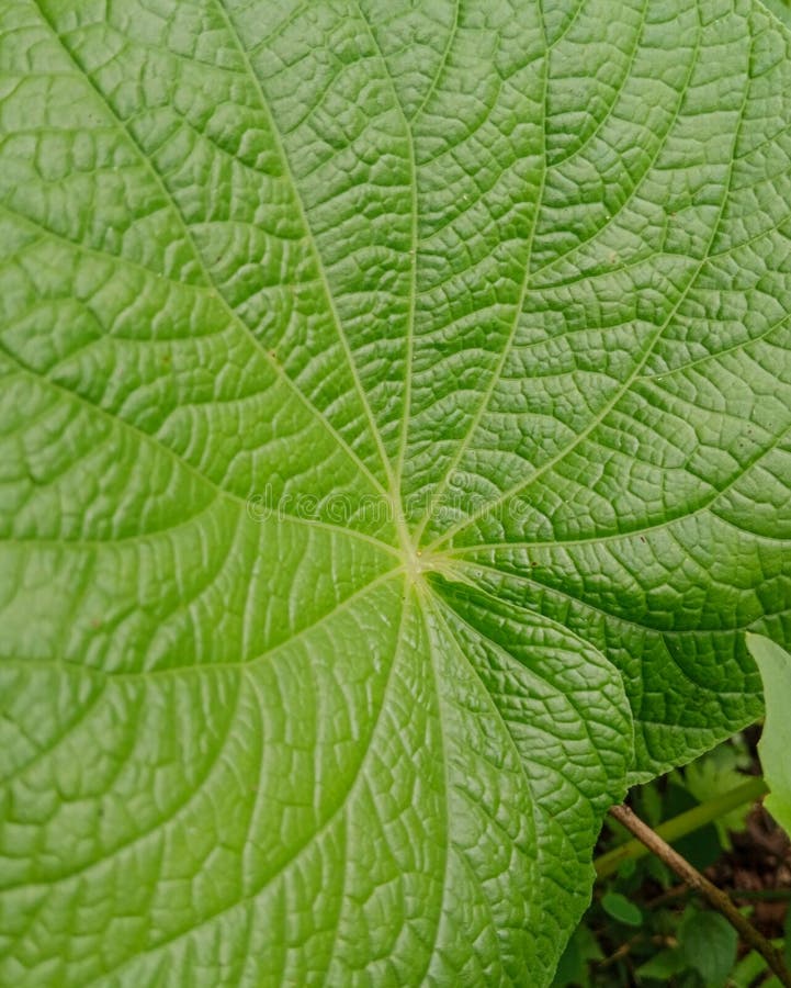 This is a Photo of a Soft and Smooth Textured Leaf Stock Image - Image ...