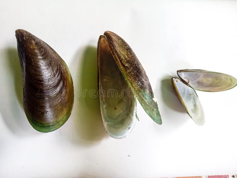 Photo of Some Green Seashells on a White Background Stock Image - Image ...