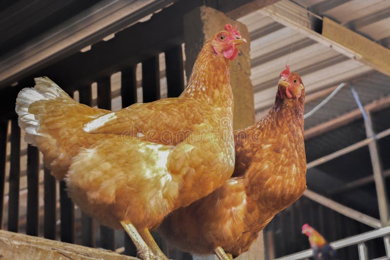 Photo of Some Native Chickens Stock Image - Image of agriculture, beak ...