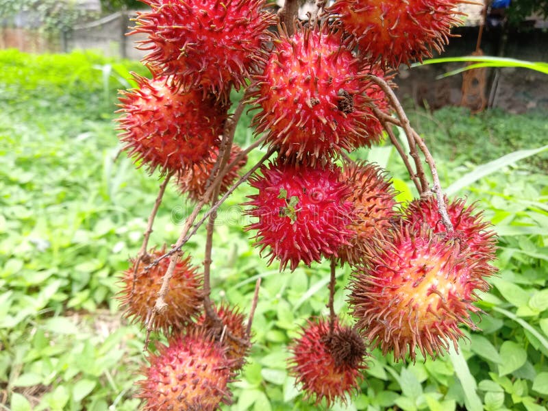 Photo of Some Rambutan Plants Stock Photo - Image of wildflower, tree ...
