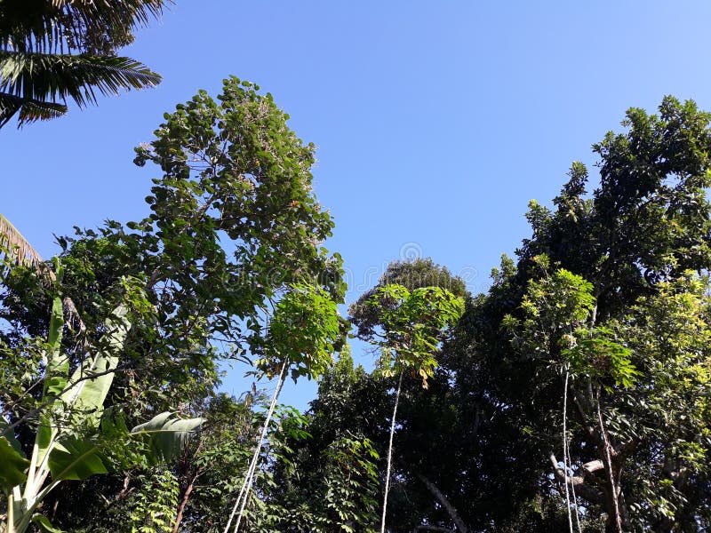 Photo of Some Trees by the Side of the House really Green Stock Image ...