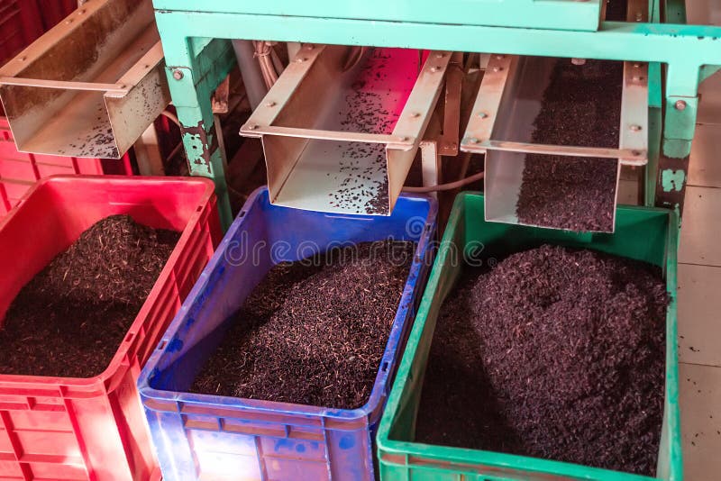 Tea sorting stock image. Image of fresh, crop, inside - 32305145