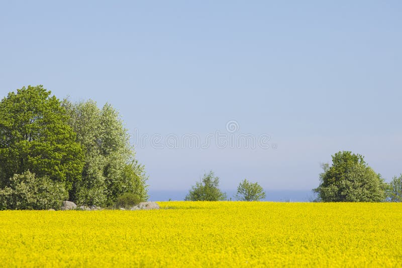 Photo of Beautiful Fields in Spring Stock Photo - Image of natural ...