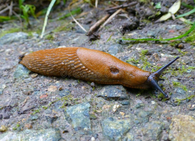 Red slug on the ground stock photo. Image of patience - 36324396