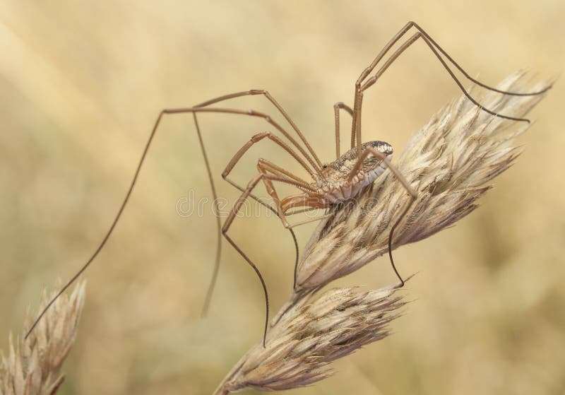 Spider stock photo. Image of summer, plant, natural - 188526886