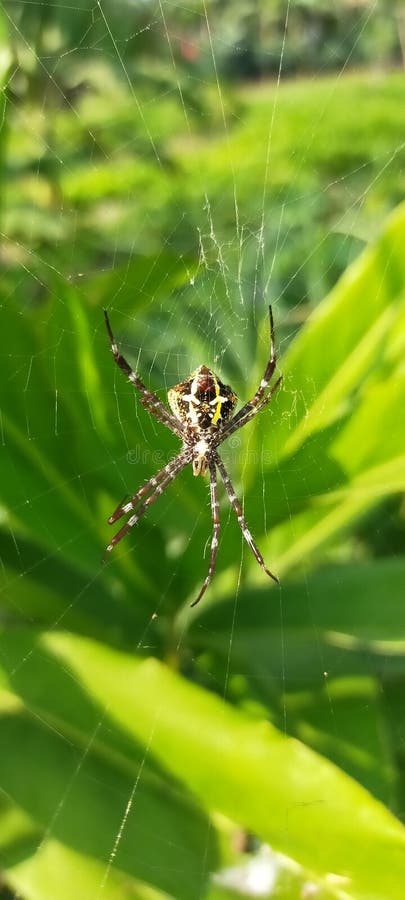 A Photo of a Spider Making Her Web Stock Image - Image of outdoor, leaf ...