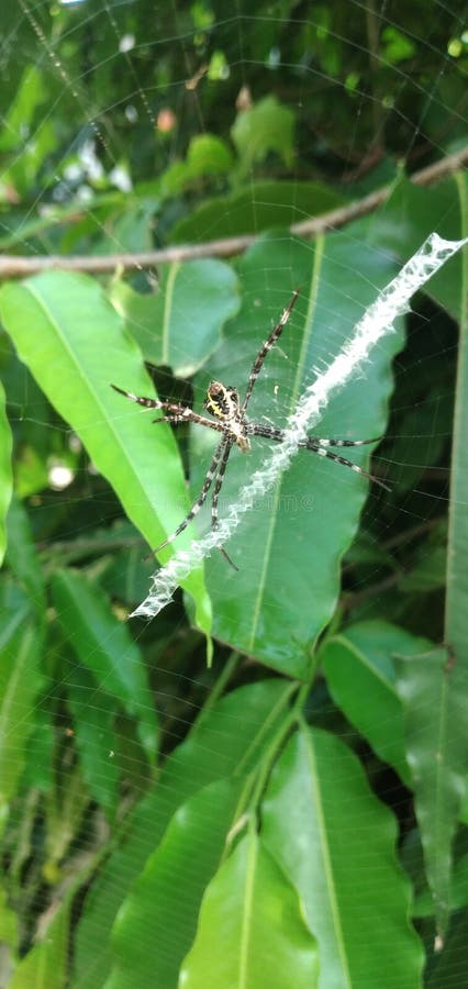 A Spider Making Her Web at Night Stock Image - Image of dewey ...