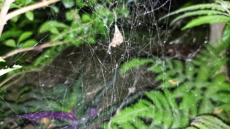 Photo of a Spider S Nest with an Insect Trap Net Stock Image - Image of ...