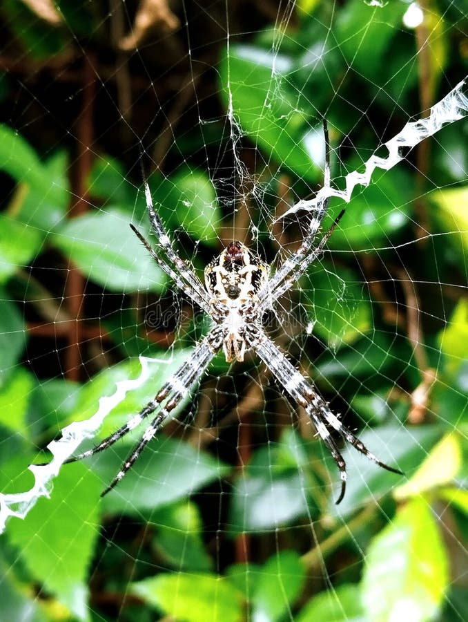 The Photo of Spider Was Taken from the Bottom View Stock Image - Image ...