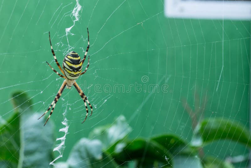 The photo of spider-wasps stock image. Image of poisonous - 98473475