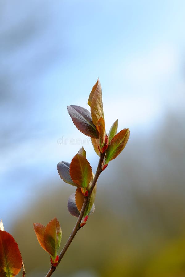 A Photo of Spring Bud. a Photo of Spring Bud. Stock Photo - Image of ...