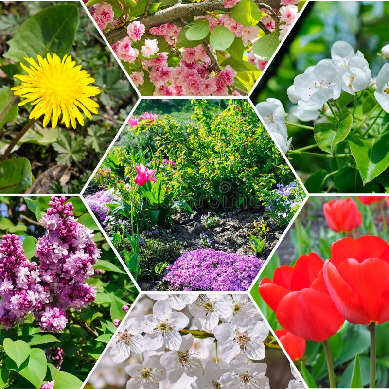 Photo of Spring Flowers. Collage Stock Photo - Image of floristic ...