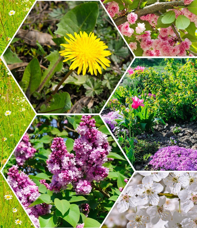 Photo of Spring Flowers. Collage Stock Photo - Image of flower, summer ...