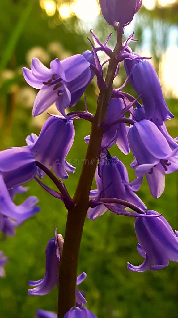 Spring bells stock photo. Image of spring, flowers, sping - 116364192
