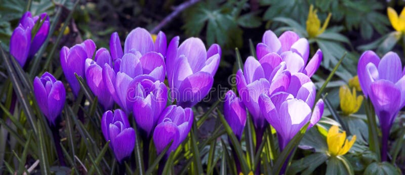 Photo of Spring Flowes in the Garden Stock Image - Image of closeup ...