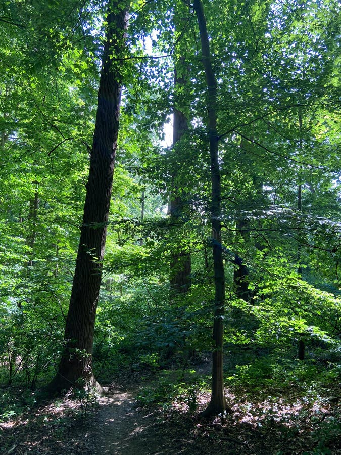 June Landscape stock photo. Image of evening, june, green - 2672414