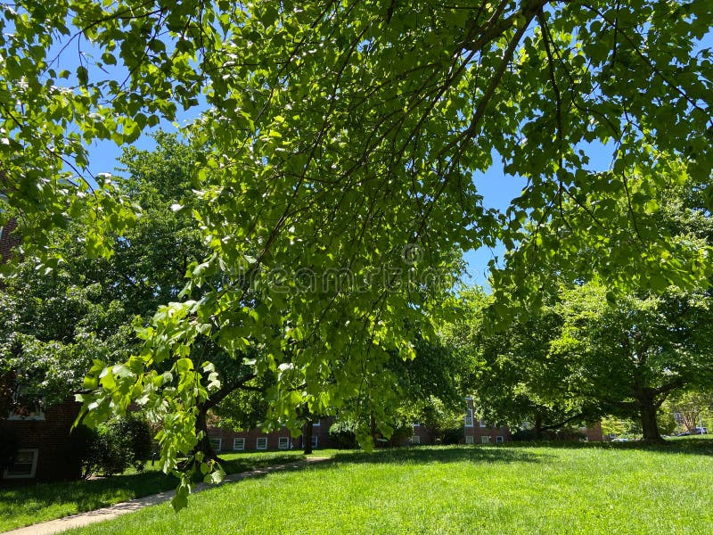 Spring Landscape in the Neighborhood in May Stock Image - Image of ...