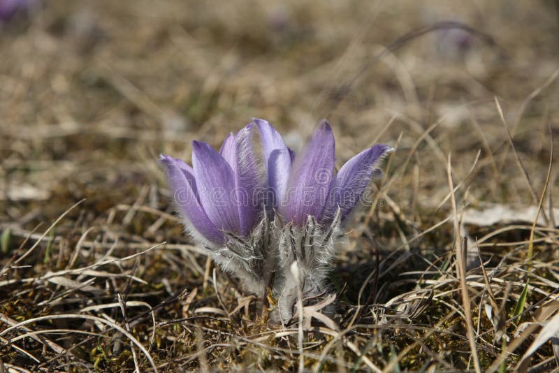 Spring Pasque Flowers on the Meadow Stock Image - Image of wildflower ...