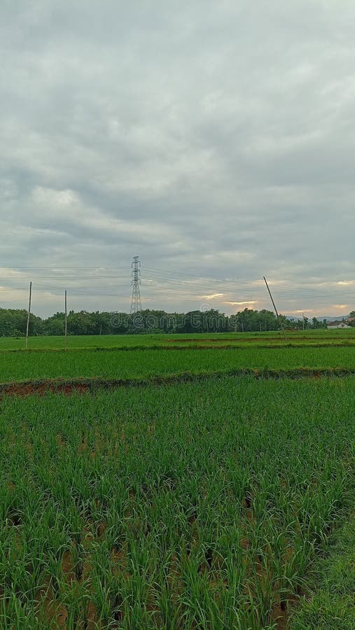 Photo of Spring Rice Fields in the Countryside Stock Image - Image of ...