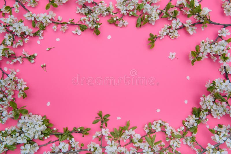 Photo of Spring White Cherry Blossom Tree on Pastel Pink Background ...