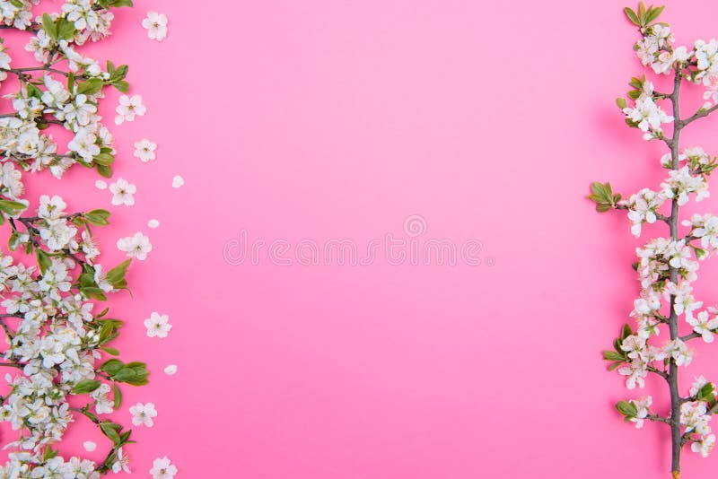 Photo of Spring White Cherry Blossom Tree on Pastel Pink Background ...