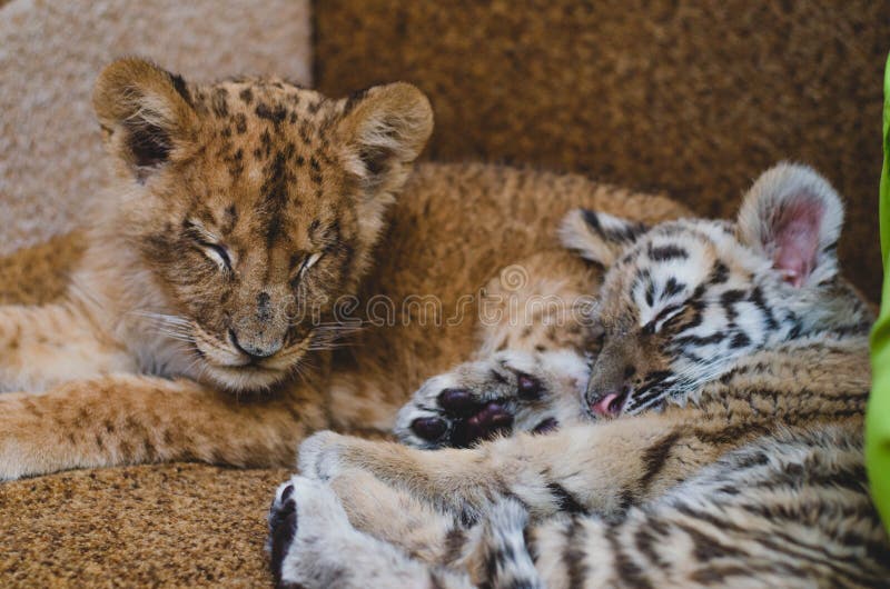 Photo of a Squinting Lion Cub and a Tiger Cub Lying Together on a Sofa ...