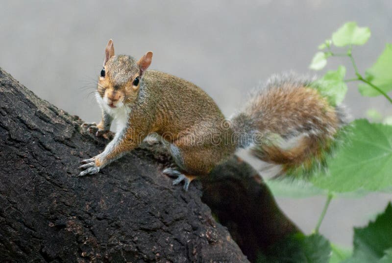 Squirrel in Observe Position on Branch Stock Image - Image of nature ...