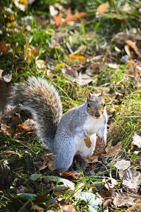 Photo of Squirrel in the Park Stock Image - Image of curious, close ...
