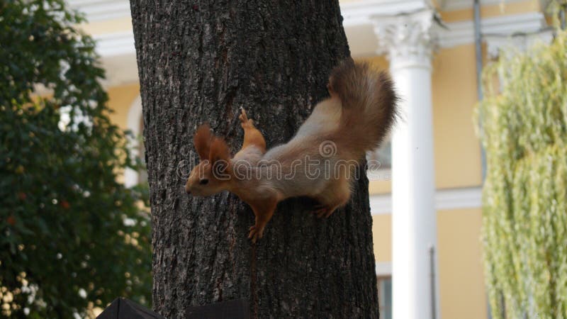 Photo of a Squirrel on a Tree Stock Photo - Image of wall, small: 78586632