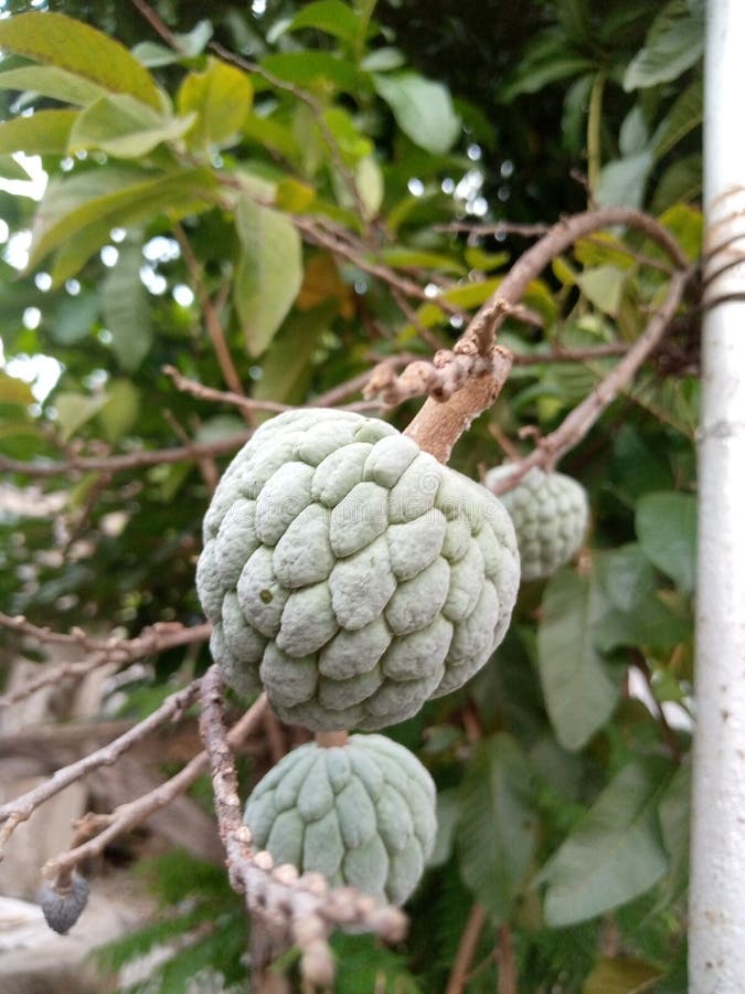 Photo of srikaya fruit stock image. Image of srikaya - 229155457