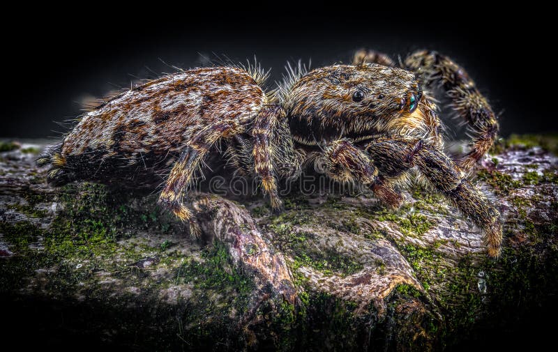 Jumping Spider from the Side Stock Photo - Image of stack, animal ...