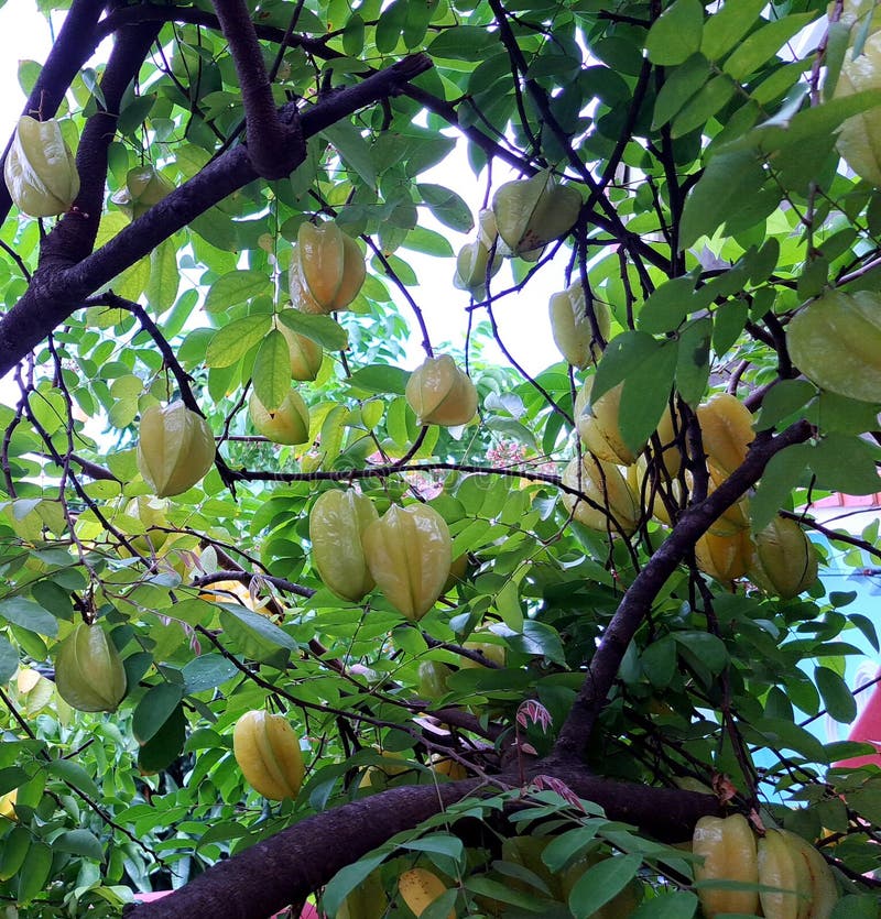 A Photo of a Star Fruit Tree Stock Image - Image of blossom, sunlight ...
