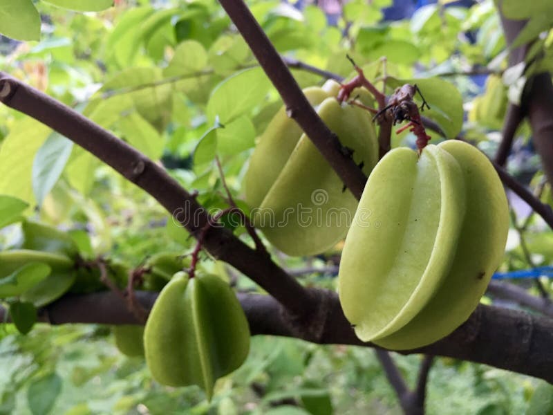 Photo of Star Fruit on a Tree Stock Image - Image of tropical, growth ...