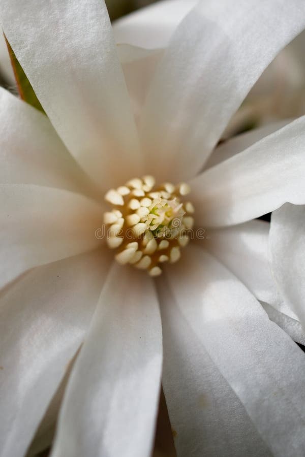 A Photo of Star Magnolia Flowers on a Magnolia Stellata Stock Image ...